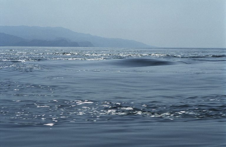 The whirlpool of Corryvreckan – The Hazel Tree