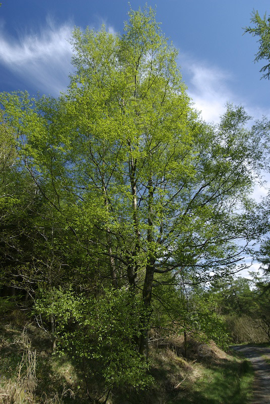 The magic of the birch – The Hazel Tree