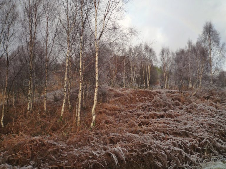 The magic of the birch – The Hazel Tree