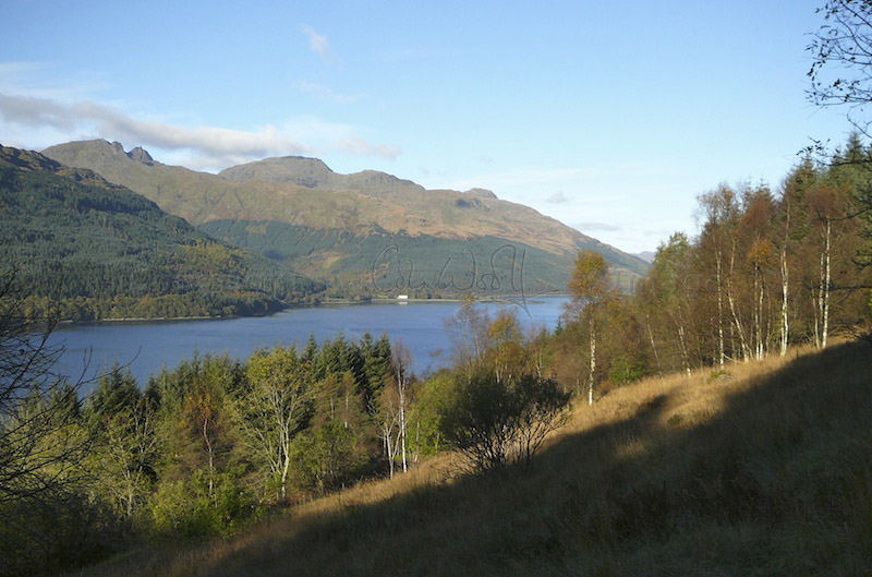 The magic of the birch – The Hazel Tree