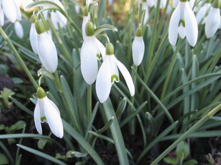 Snowdrops: welcome signs of spring – The Hazel Tree