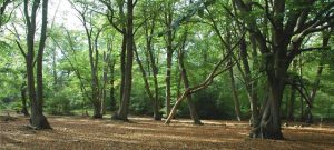The majesty of the beech – The Hazel Tree