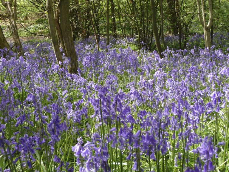 The majesty of the beech – The Hazel Tree