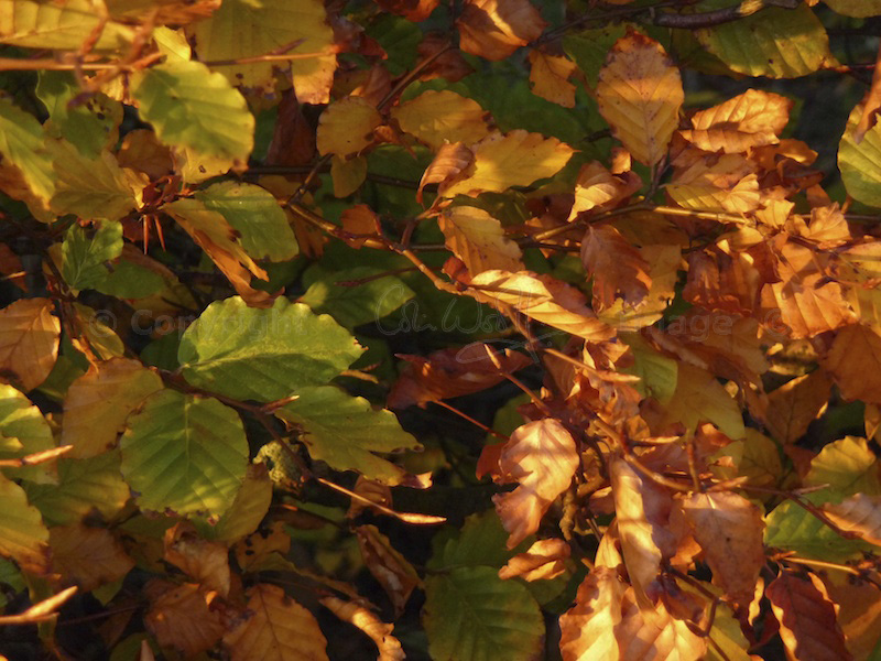 The majesty of the beech – The Hazel Tree
