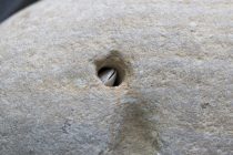 Piddocks – anything but boring – The Hazel Tree