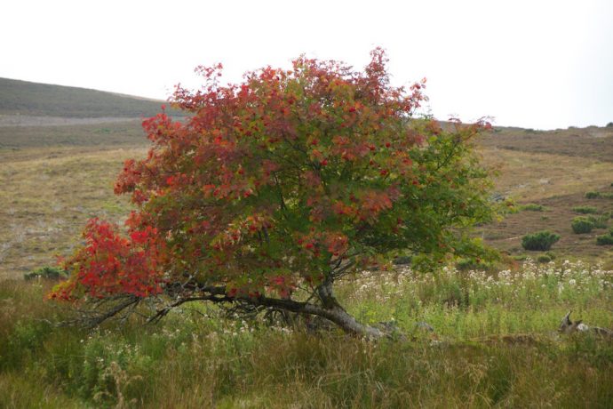 The enchantment of the rowan – The Hazel Tree