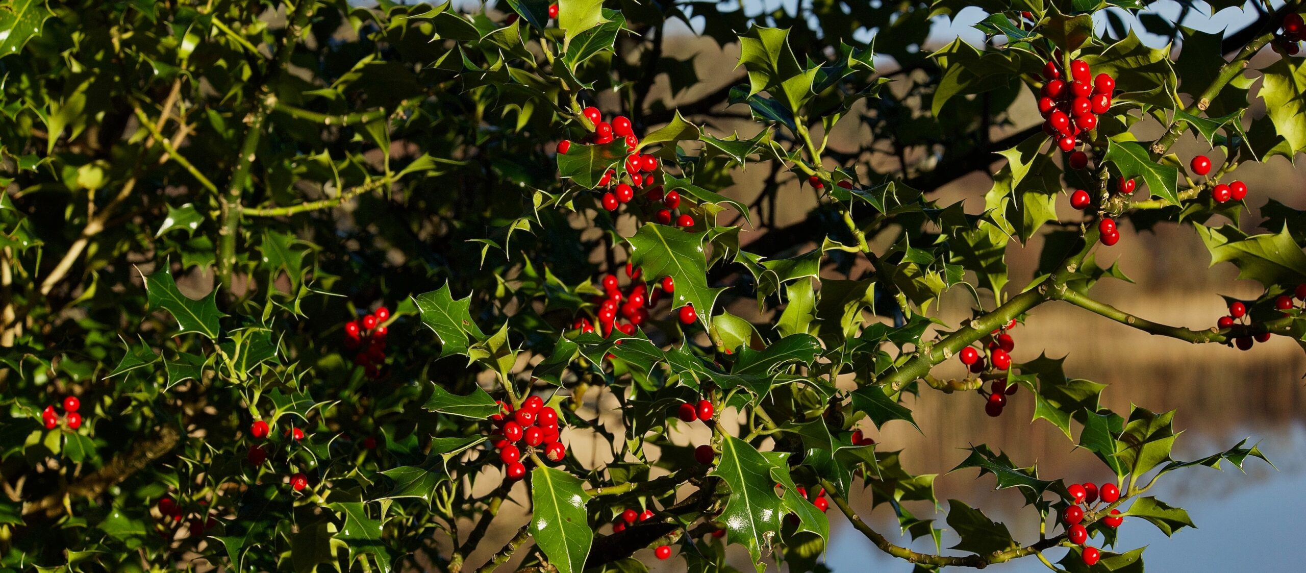 The holly bears the crown – The Hazel Tree