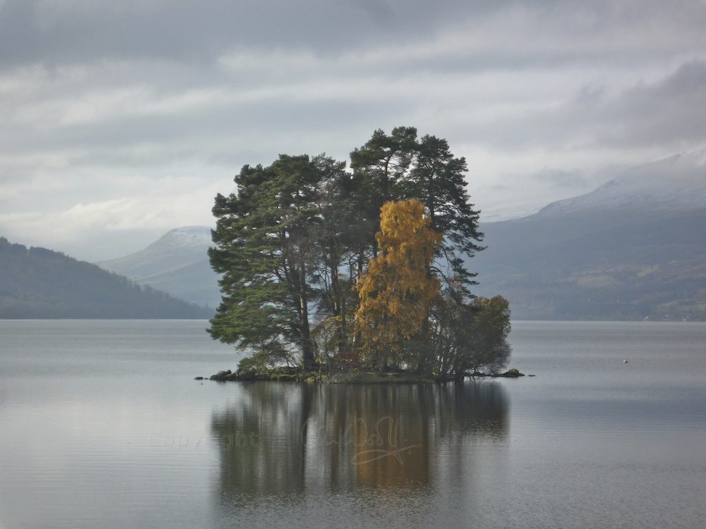 The Scots pine: keeper of the forest – The Hazel Tree