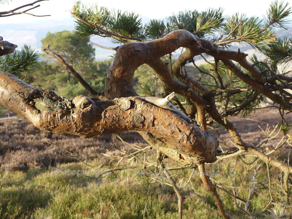 The Scots pine: keeper of the forest – The Hazel Tree
