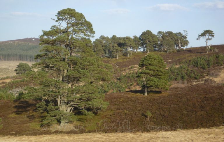 The Scots pine: keeper of the forest – The Hazel Tree