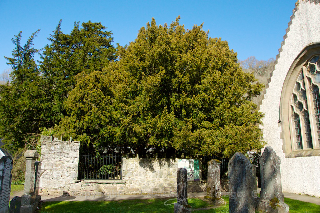 The Fortingall Yew: symbol of eternity – The Hazel Tree