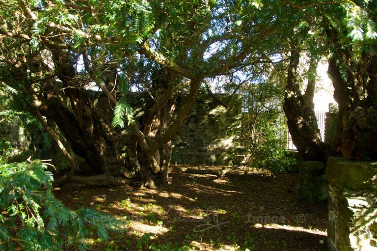 The Fortingall Yew: symbol of eternity – The Hazel Tree