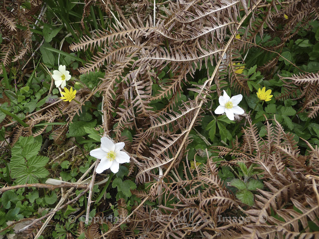 The primrose: herald of spring – The Hazel Tree