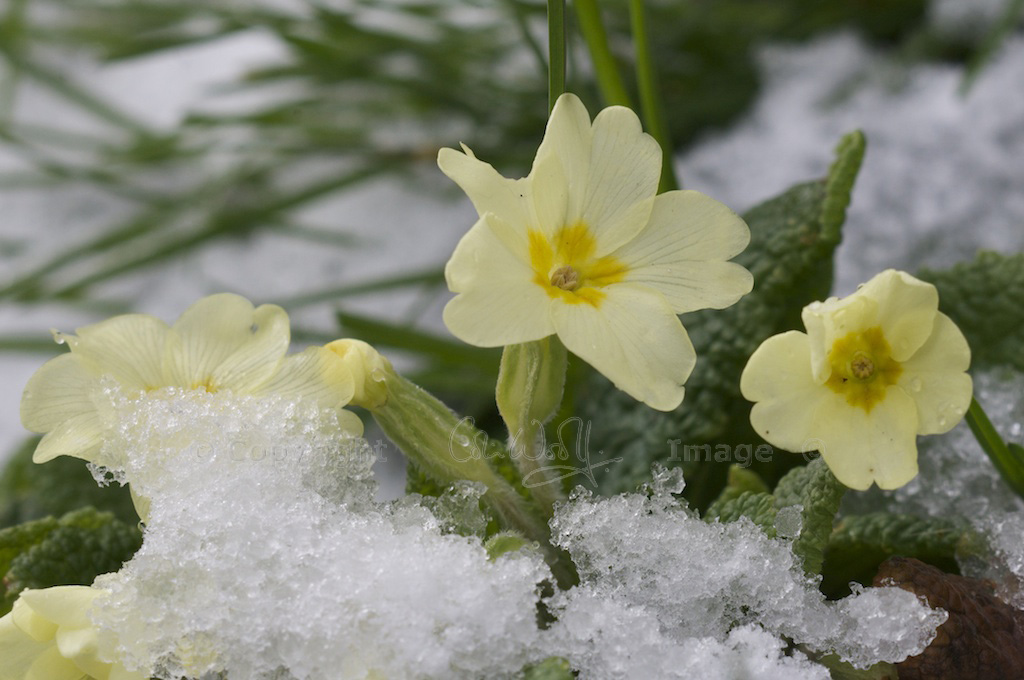 The primrose: herald of spring – The Hazel Tree