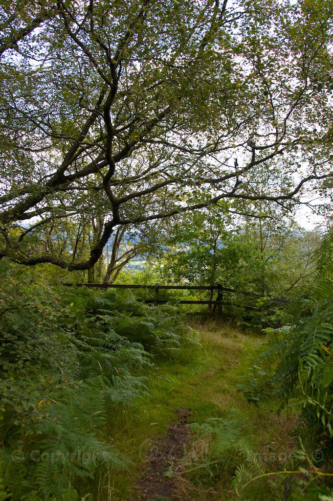 The magic of the birch – The Hazel Tree