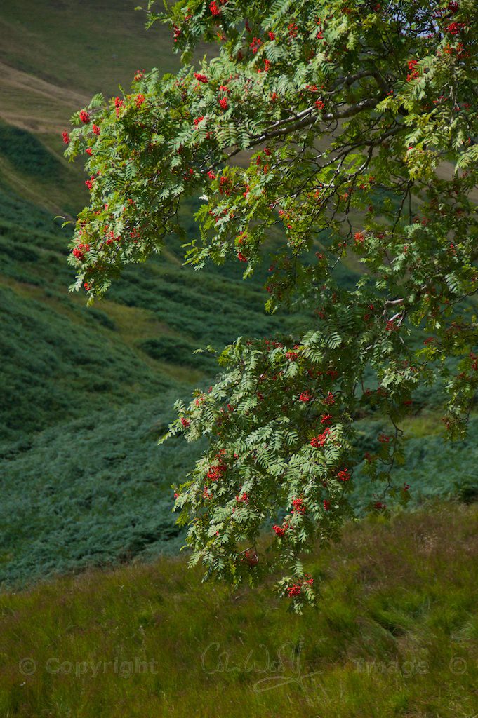 The enchantment of the rowan – The Hazel Tree