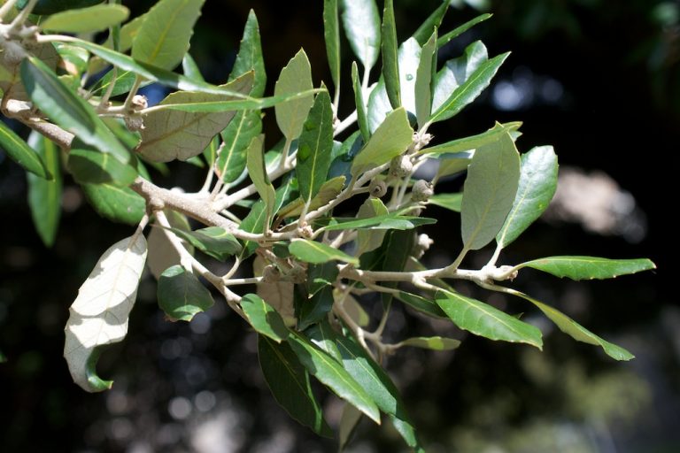 Holm Oak – The Hazel Tree