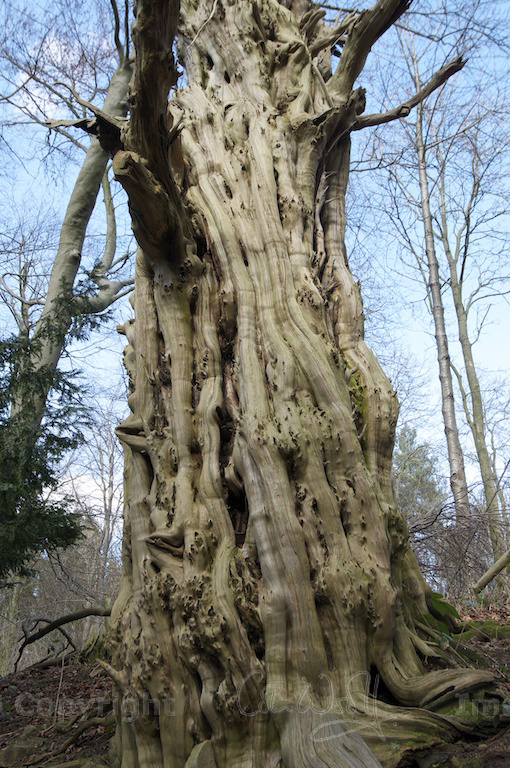 The darkness of the yew – The Hazel Tree