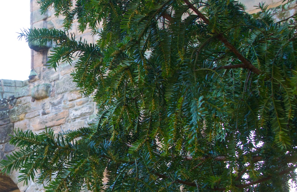 The darkness of the yew – The Hazel Tree