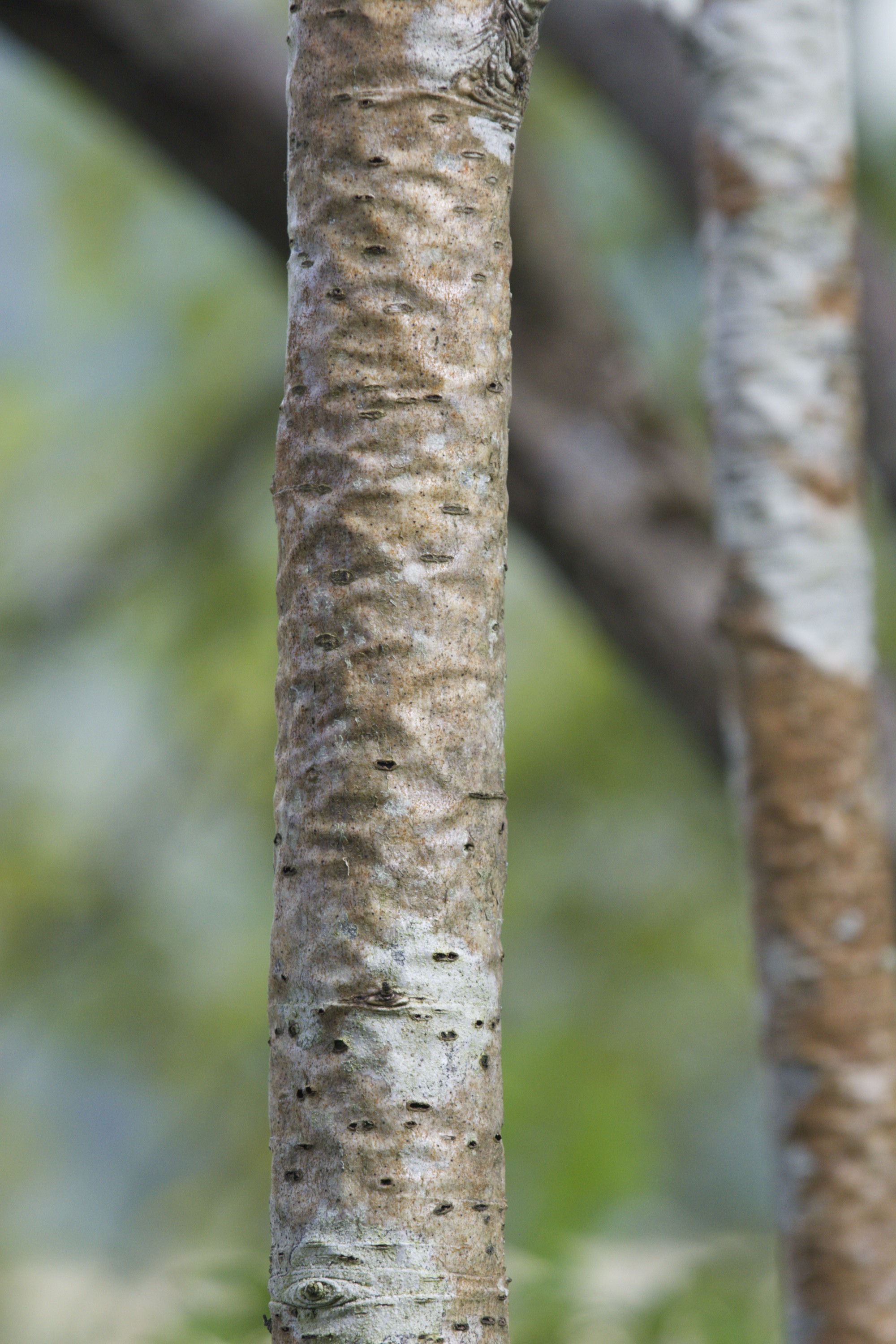 A wand of hazel – The Hazel Tree