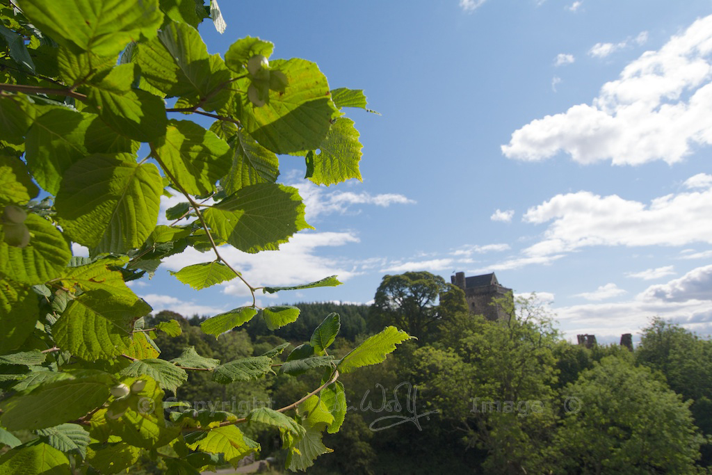 A wand of hazel – The Hazel Tree