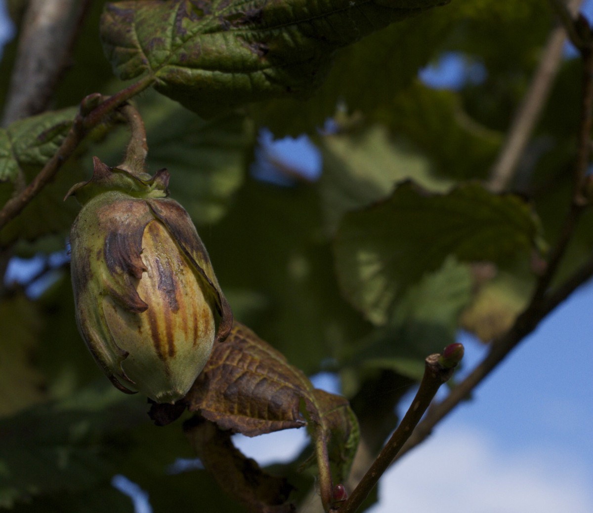 A wand of hazel – The Hazel Tree