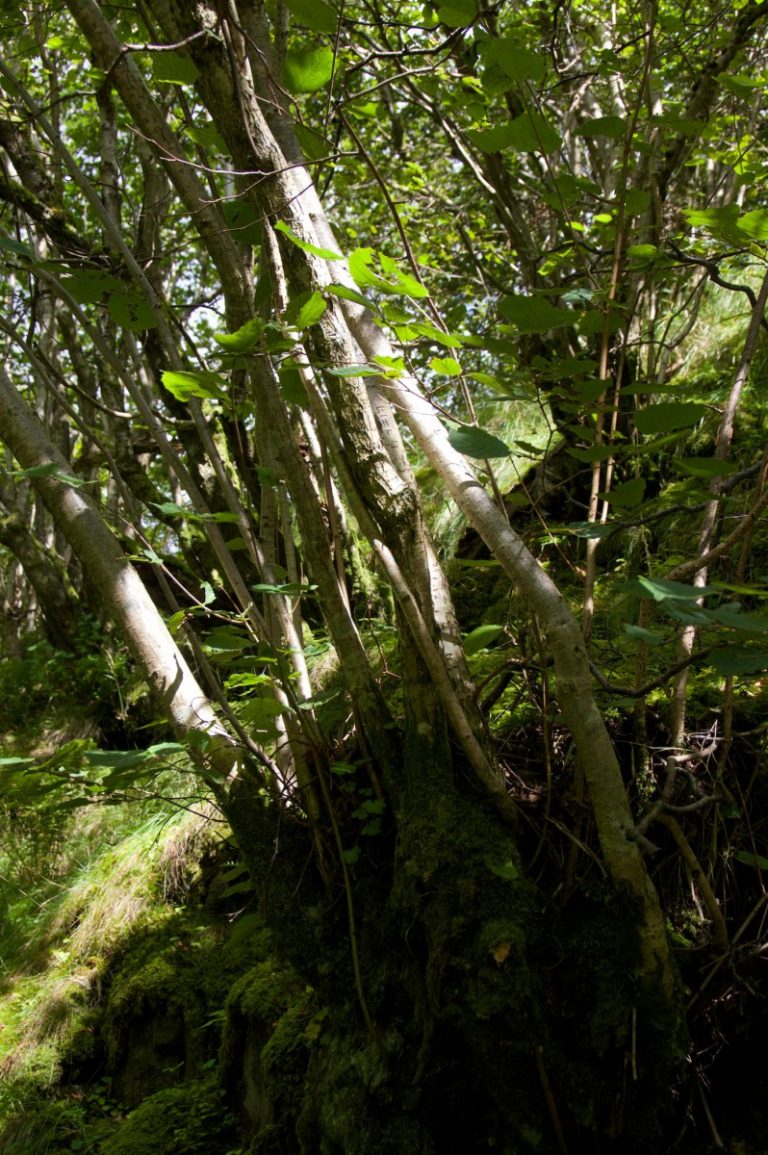 A wand of hazel – The Hazel Tree