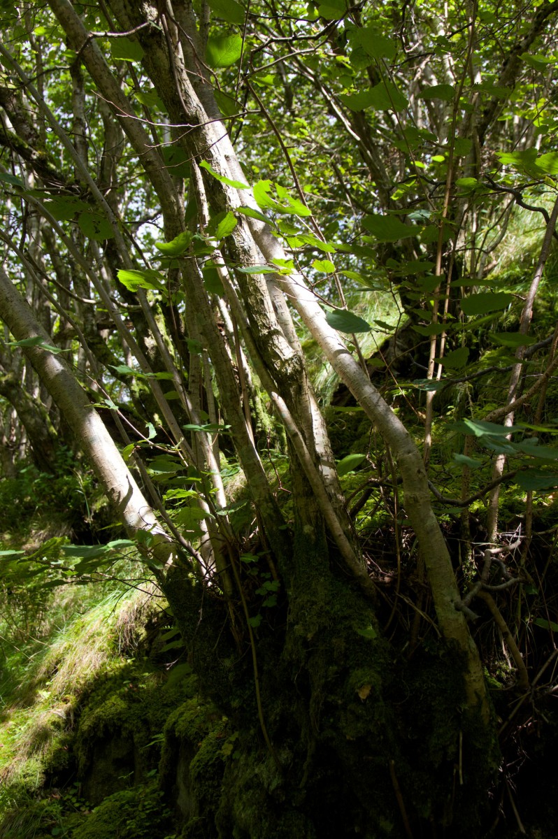 A wand of hazel – The Hazel Tree