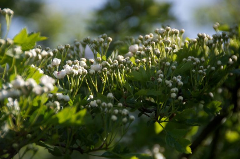 Hawthorn – bride of the hedgerow – The Hazel Tree