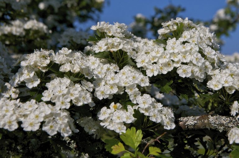 Hawthorn – bride of the hedgerow – The Hazel Tree