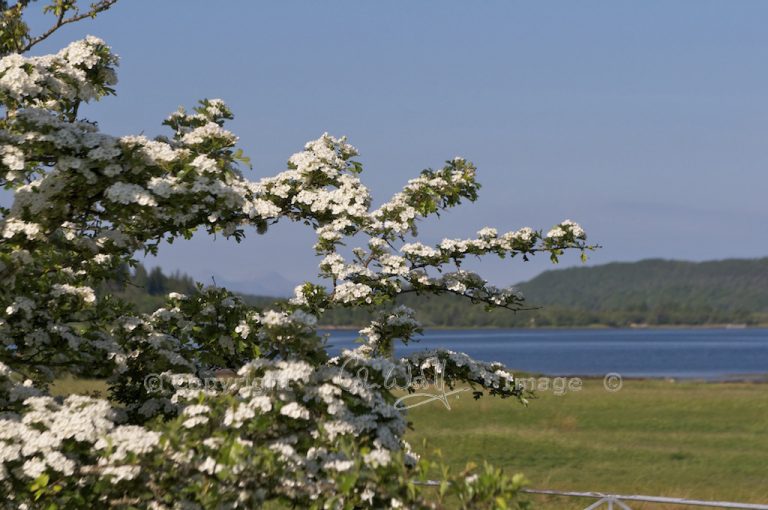 Hawthorn – bride of the hedgerow – The Hazel Tree