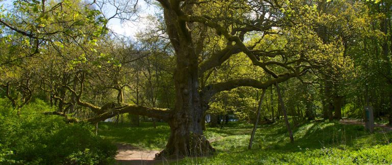 The Birnam Oak – The Hazel Tree