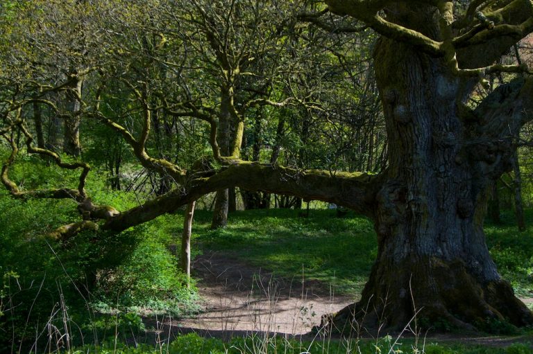 The Birnam Oak – The Hazel Tree