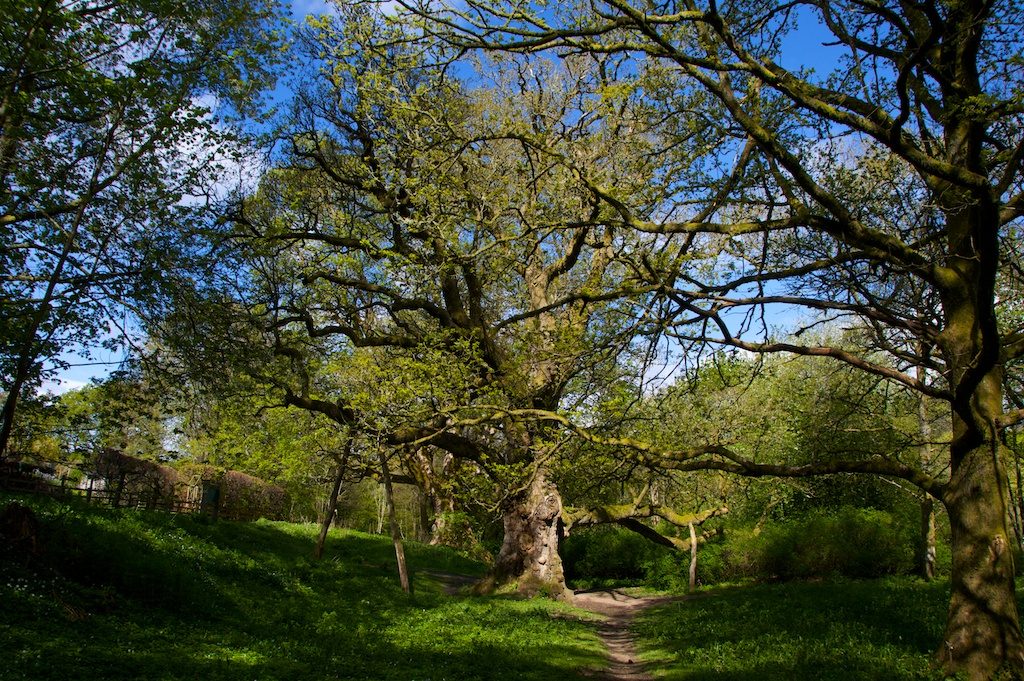 The Birnam Oak – The Hazel Tree