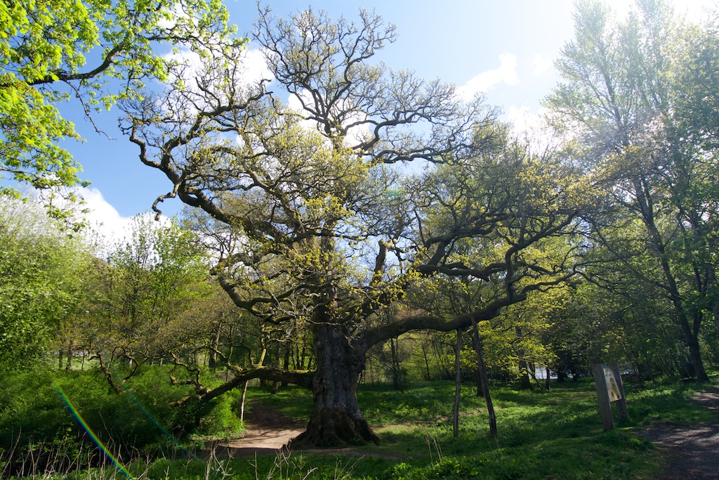 The wisdom of the oak – The Hazel Tree