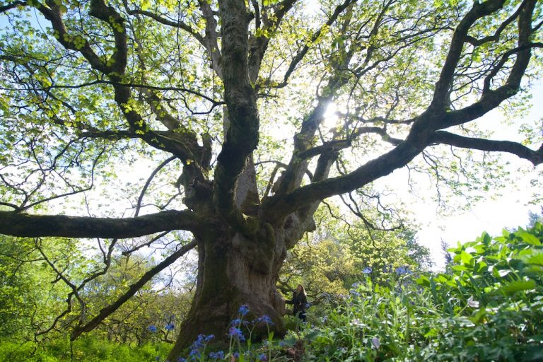 The Birnam Oak – The Hazel Tree