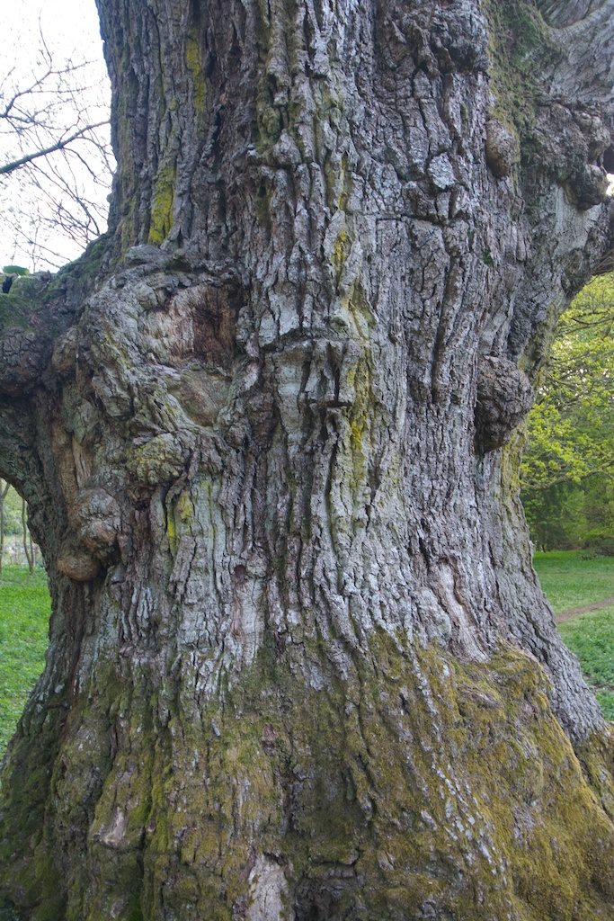 The Birnam Oak – The Hazel Tree