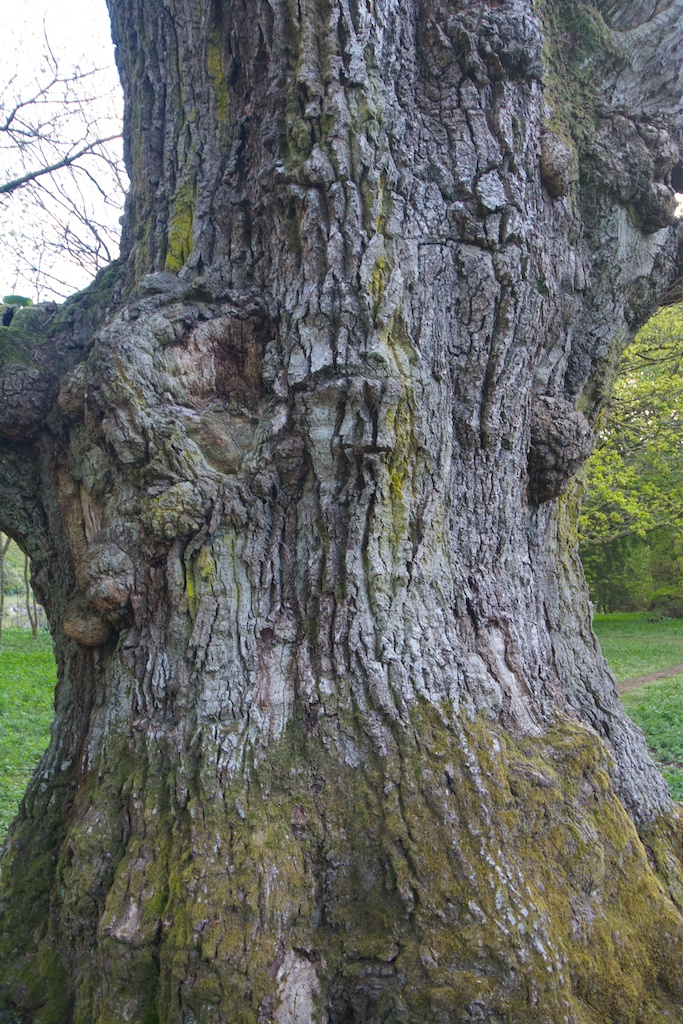 The Birnam Oak – The Hazel Tree