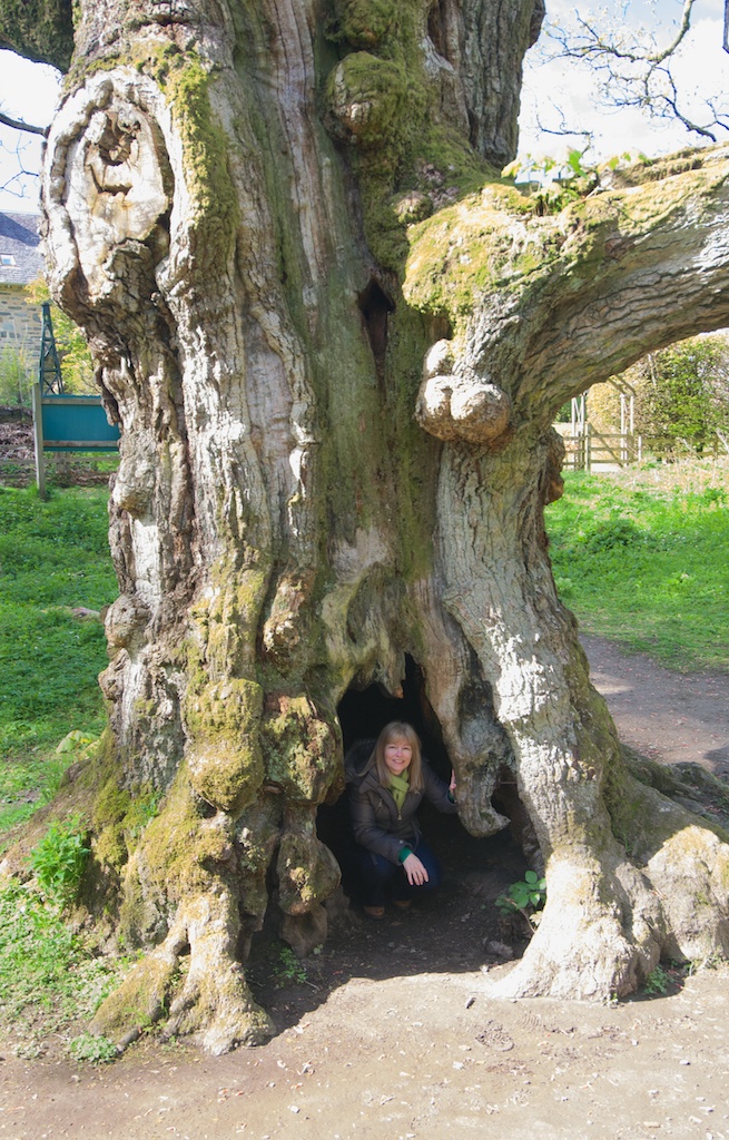 The Birnam Oak – The Hazel Tree