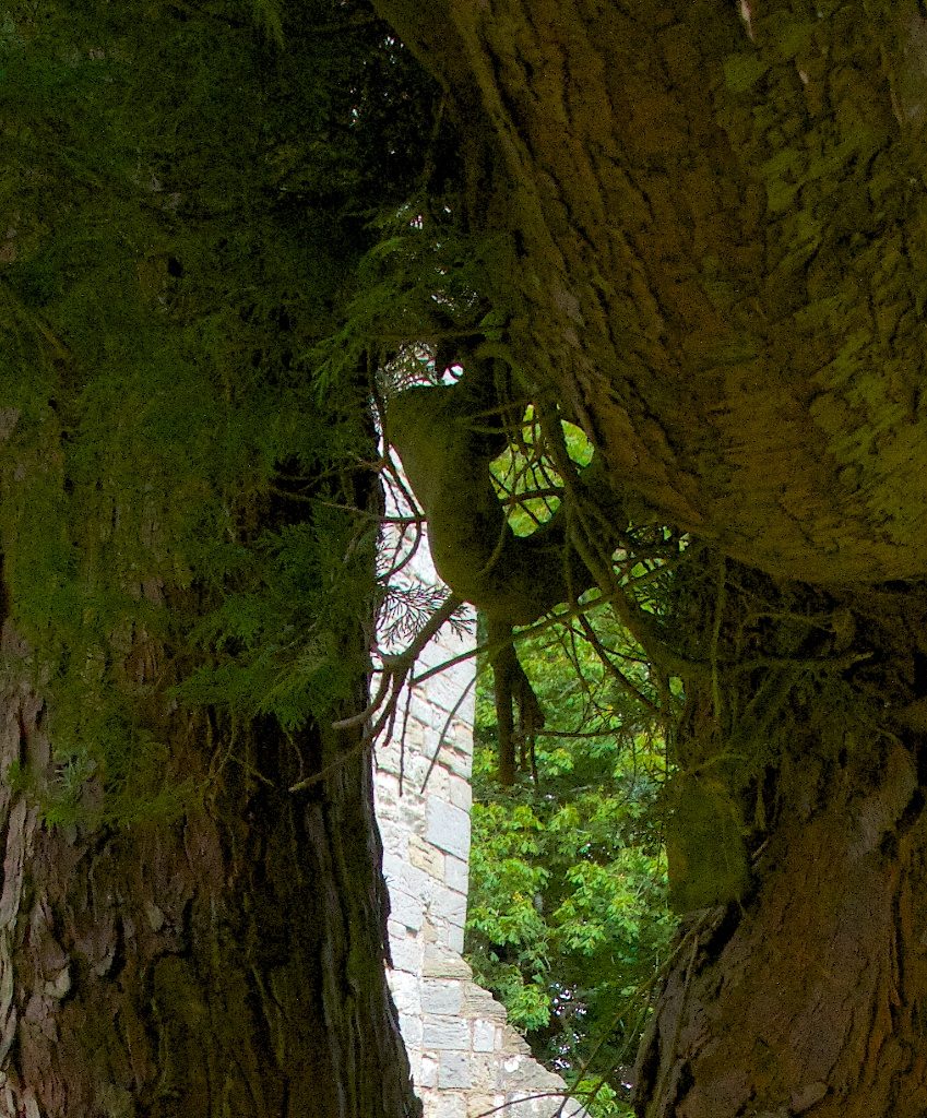 Dowsing at Torphichen and Cairnpapple – The Hazel Tree
