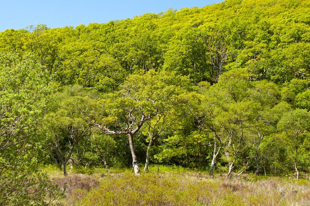 The ancient oak woods of Taynish – The Hazel Tree