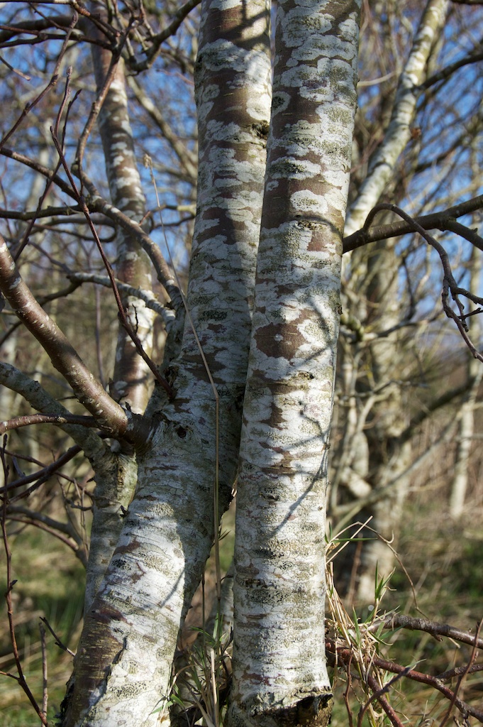 The spirit of the alder – The Hazel Tree