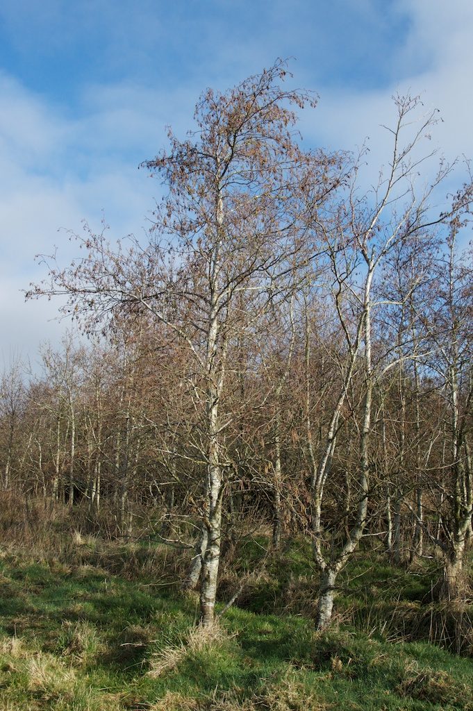 The spirit of the alder – The Hazel Tree