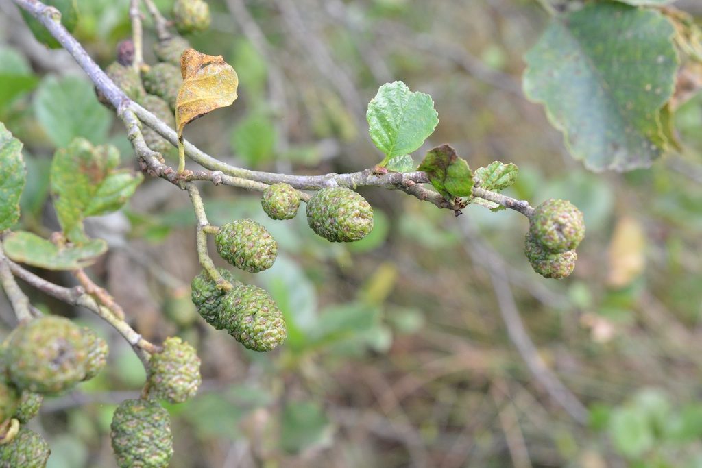 The spirit of the alder – The Hazel Tree