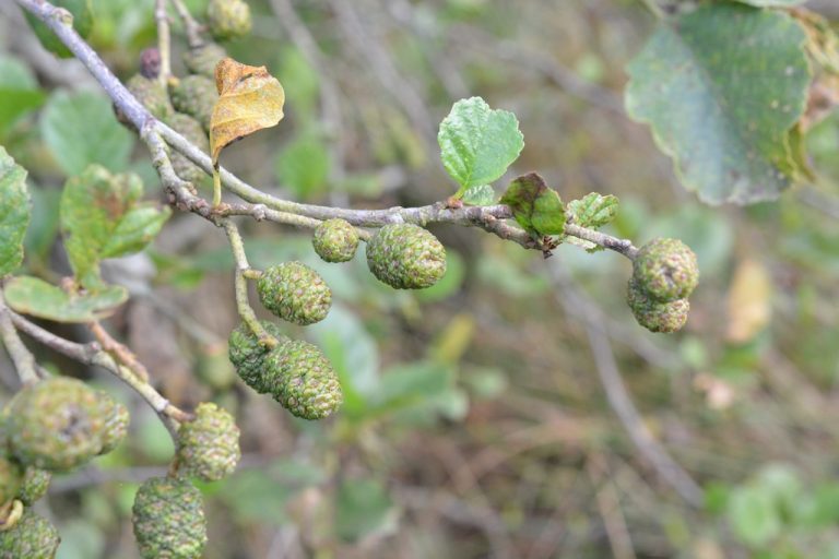 The spirit of the alder – The Hazel Tree