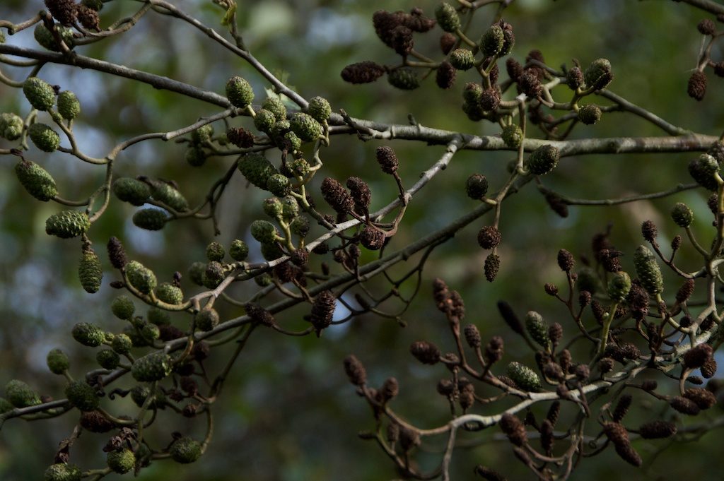 The spirit of the alder – The Hazel Tree