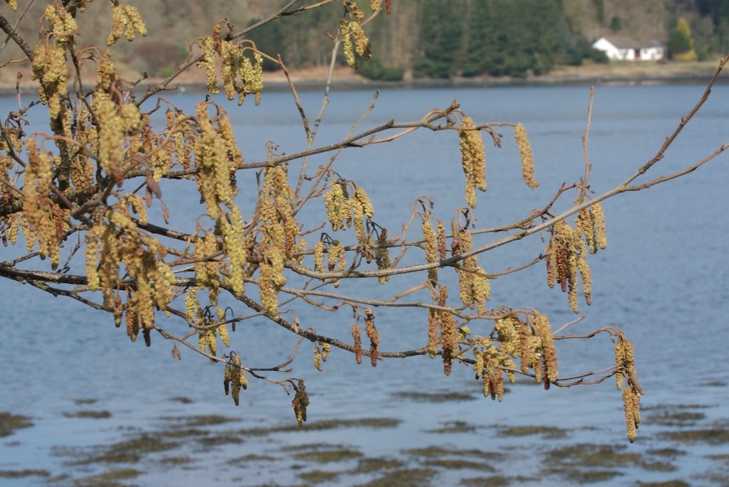 The spirit of the alder – The Hazel Tree