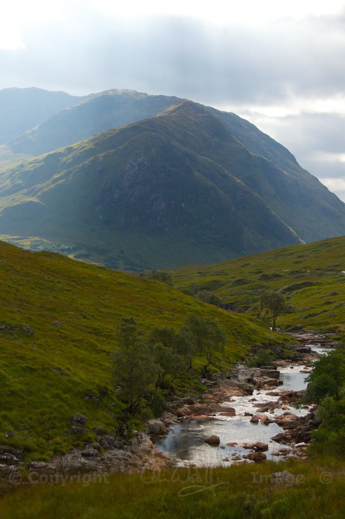 The spirit of the alder – The Hazel Tree