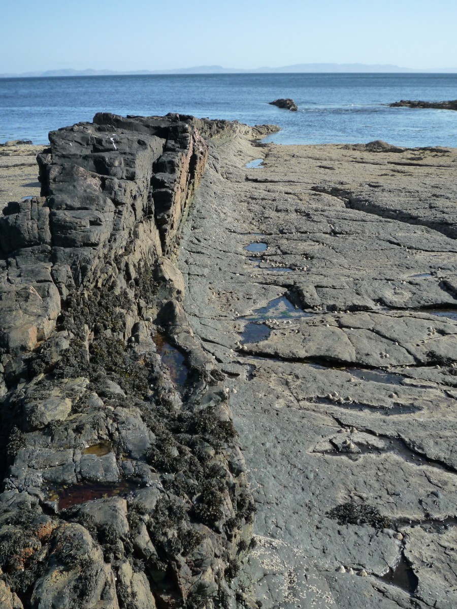 Fossils at Carsaig Bay – The Hazel Tree