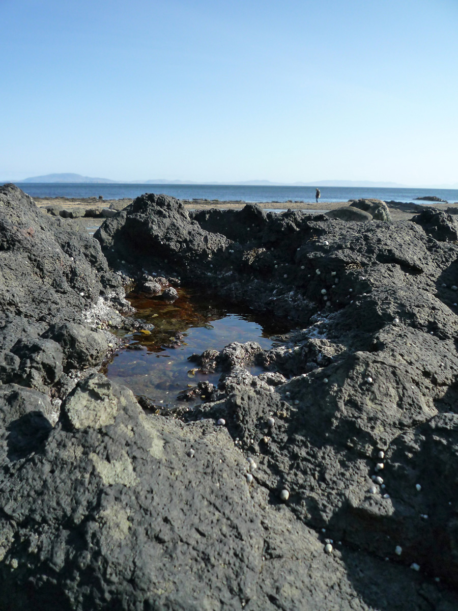 Fossils at Carsaig Bay – The Hazel Tree